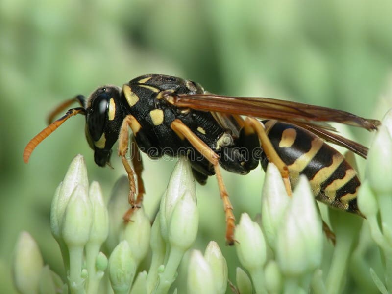 Wesp op sinaasappel stock afbeelding. Image of buiten, geur - 158471