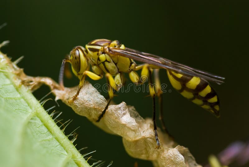 Wesp stock afbeelding. Image of wildernis, park, sluit - 8270257