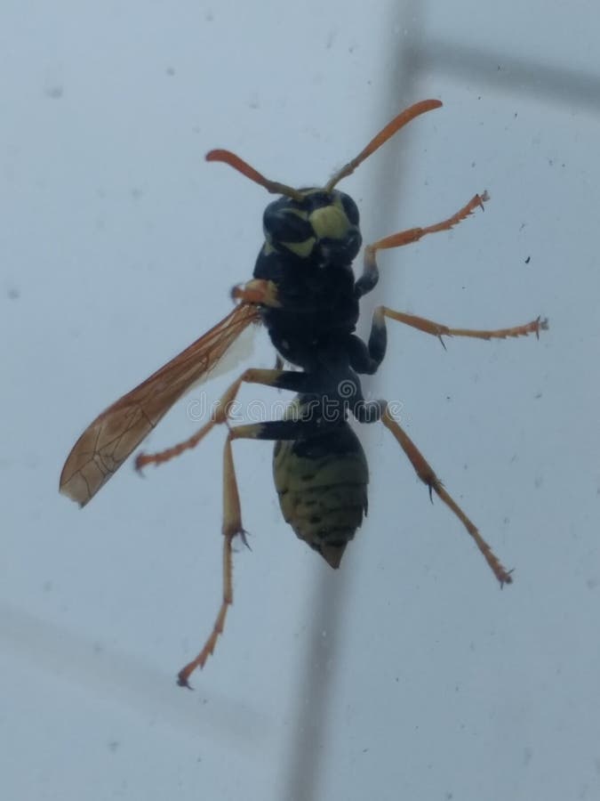 Wesp stock afbeelding. Image of nave, vlieg, wesp, vrij - 93032199