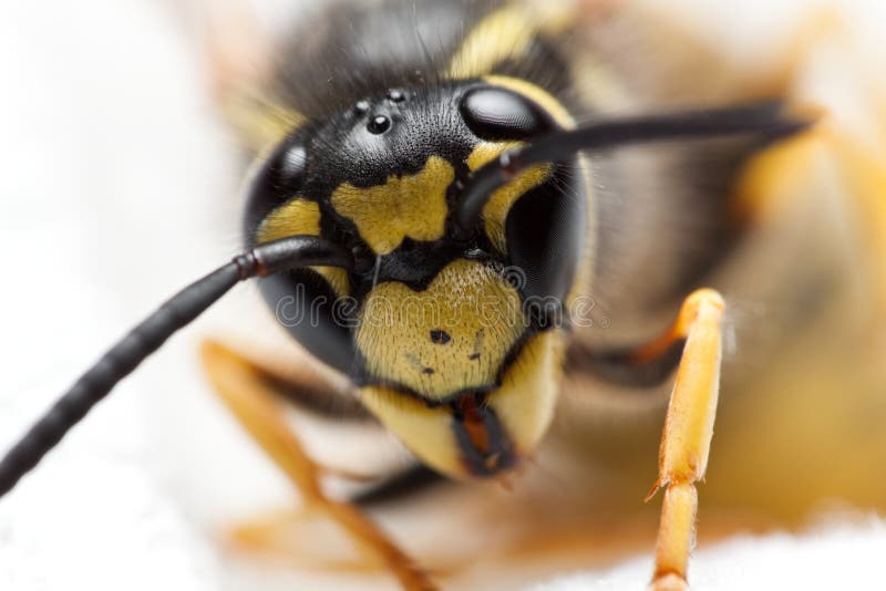 Wesp stock afbeelding. Image of kaak, wesp, relaties, macro - 1251067