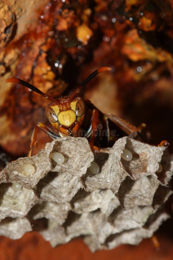Wesp bij bijenkorf stock afbeelding. Image of wesp, familie - 11871101