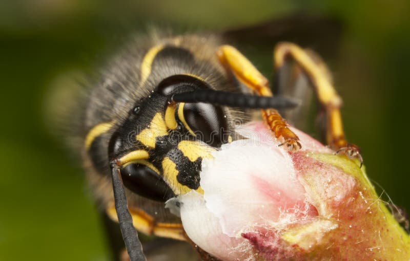 De Bijenwesp Die Stuifmeel Verzamelen Het Bestuiven Van De De Bloemen ...