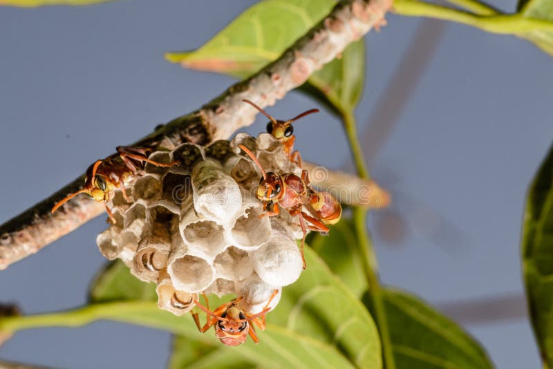 Wesp en de hun bouw stock afbeelding. Image of kolonie - 51270681