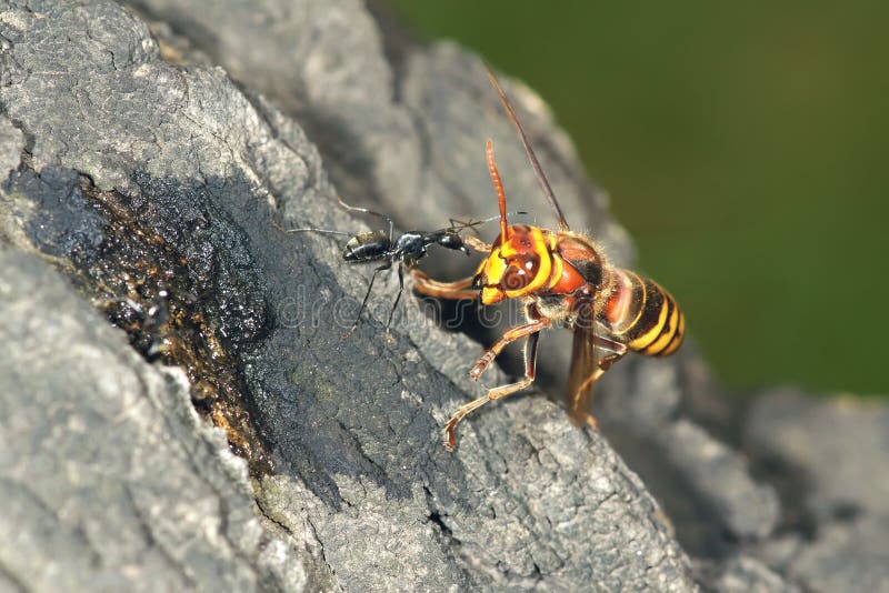 Wesp en mier stock afbeelding. Image of schors, weten - 44182935
