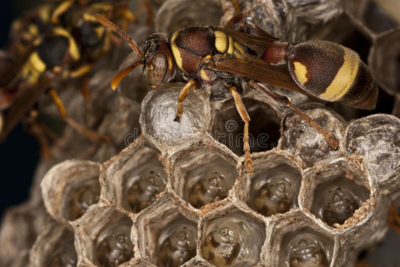 Wesp en Rups stock foto. Image of bruin, bijenkorf, rupsen - 28462290