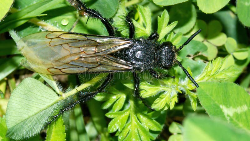 Wesp in het gras stock foto. Image of gras, macro, zuiden - 240798856