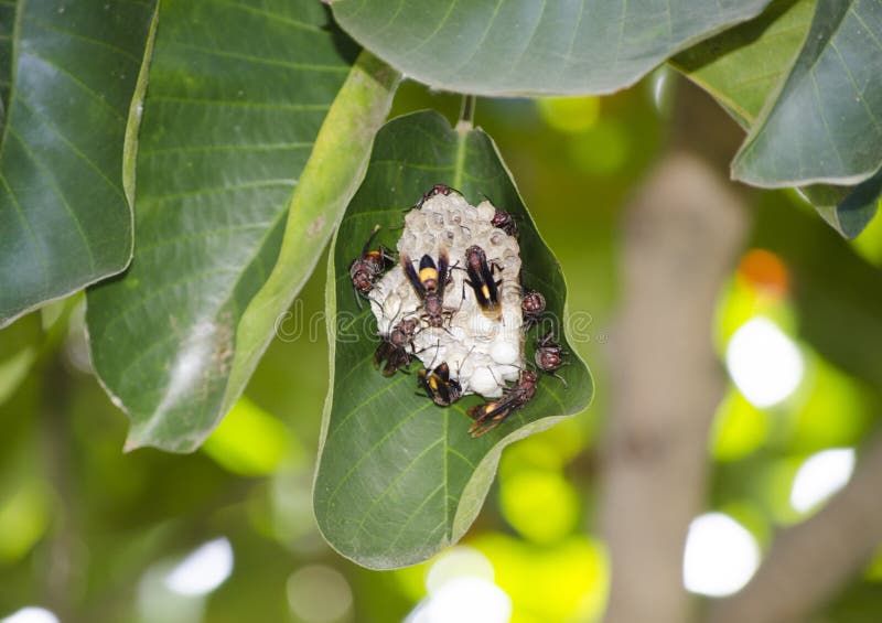 De Zwarte-huisspin of Gewone Zwarte Spin Badumna-insignis Een Gangbare ...
