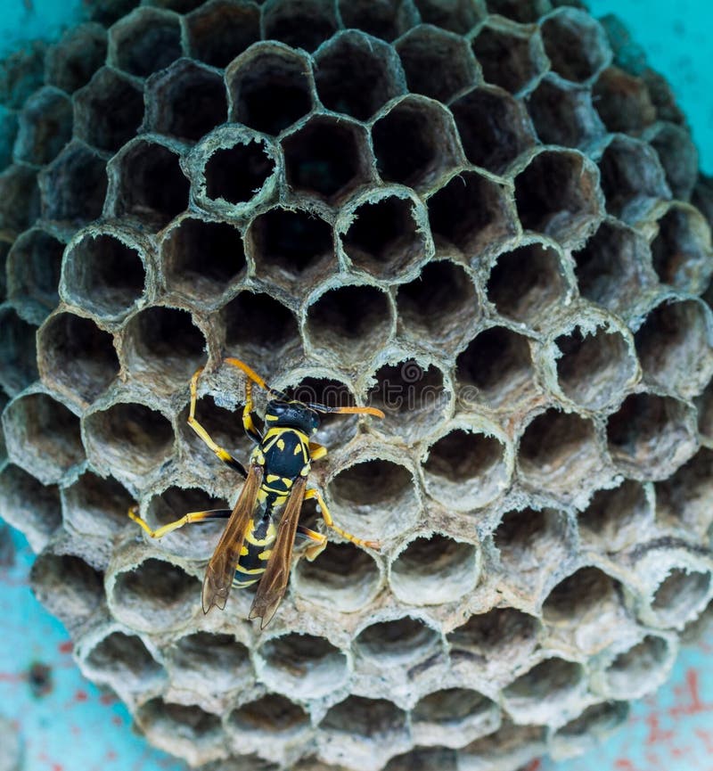Wesp op bijenkorf stock afbeelding. Image of wesp, teistering - 33342677