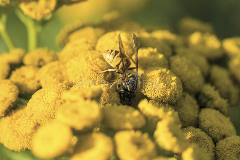 De Wilde Rode En Gele Palulu-bloem Van Installatieheliconia in Tropisch ...