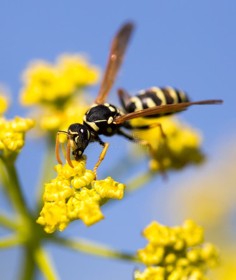 Wesp op gele bloem in aard stock foto. Image of vlieg - 93471678