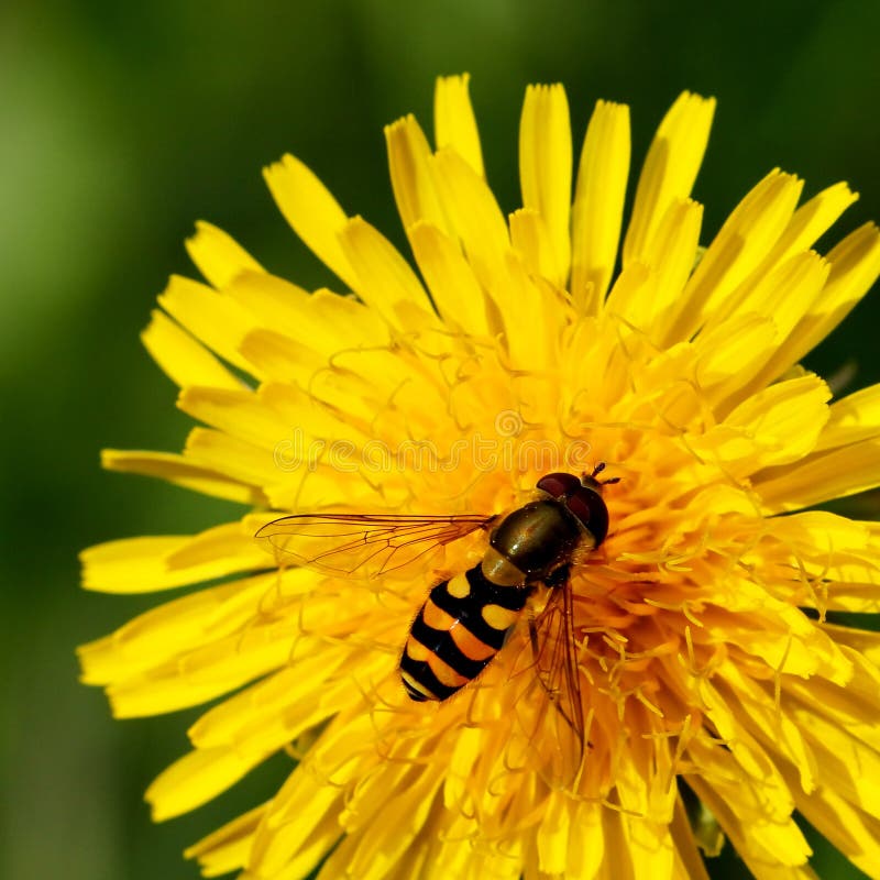 Wesp op gele bloem in aard stock afbeelding. Image of antenne - 93143715