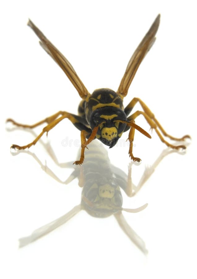 Wesp op glas stock foto. Image of antennes, bijen, hoofd - 3716316