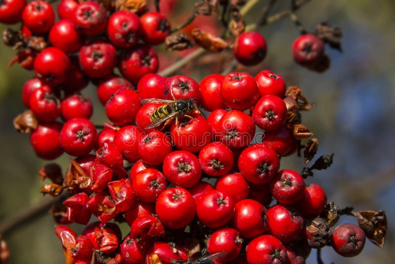 Wesp op Rode Bessen stock foto. Image of flora, voeding - 35156646