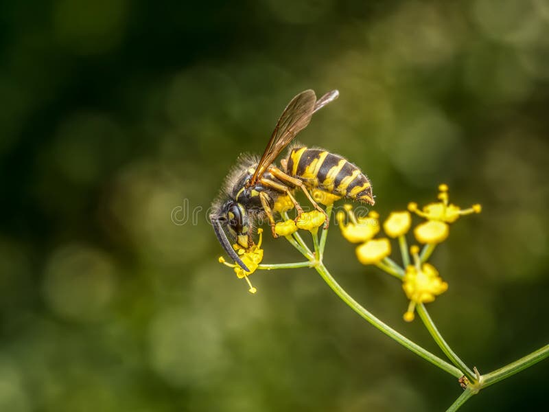 De Wilde Rode En Gele Palulu-bloem Van Installatieheliconia in Tropisch ...