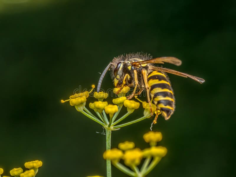 De Wilde Rode En Gele Palulu-bloem Van Installatieheliconia in Tropisch ...