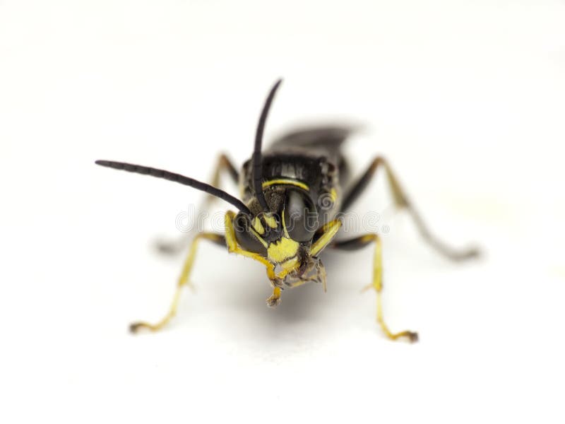 Wesp op wit stock afbeelding. Image of vastklemmen, gedetailleerd ...
