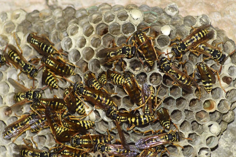 Wasp Nest Met Zitten Erop. Wespenpolist Het Nest Van Een Familie Van ...