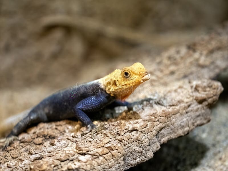 The West African Agama, Agama Africana, Lying on a Boulder Basking ...