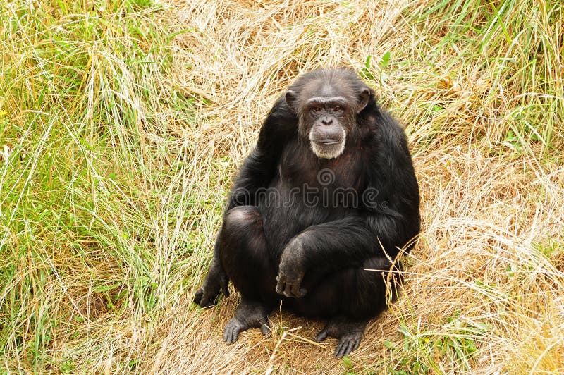 West African Chimpanzee Portrait Stock Photo - Image of wildlife ...