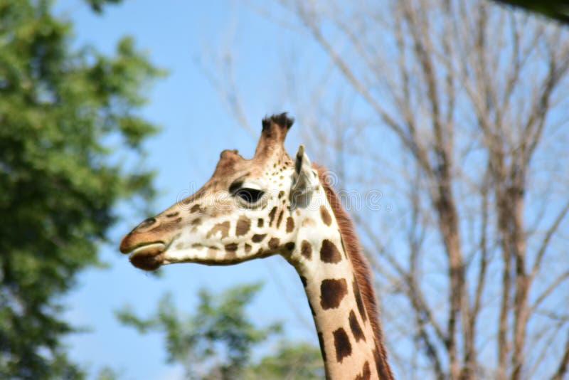 Smart Giraffe stock photo. Image of mammal, hervibore - 126576870