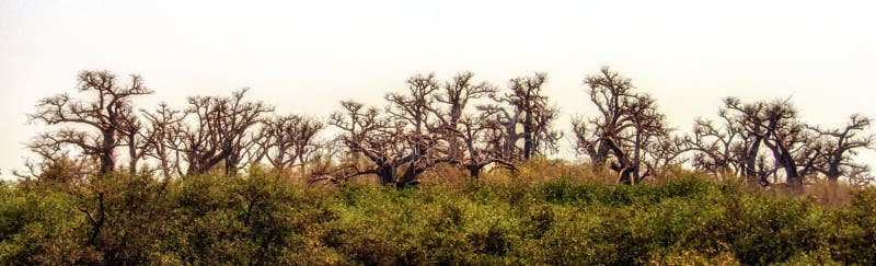 West African Landscape , Gambia Stock Image - Image of tree, colored ...