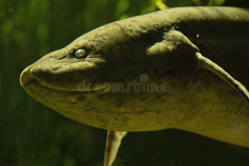 The West African Lungfish Protopterus Annectens. Stock Image - Image of ...