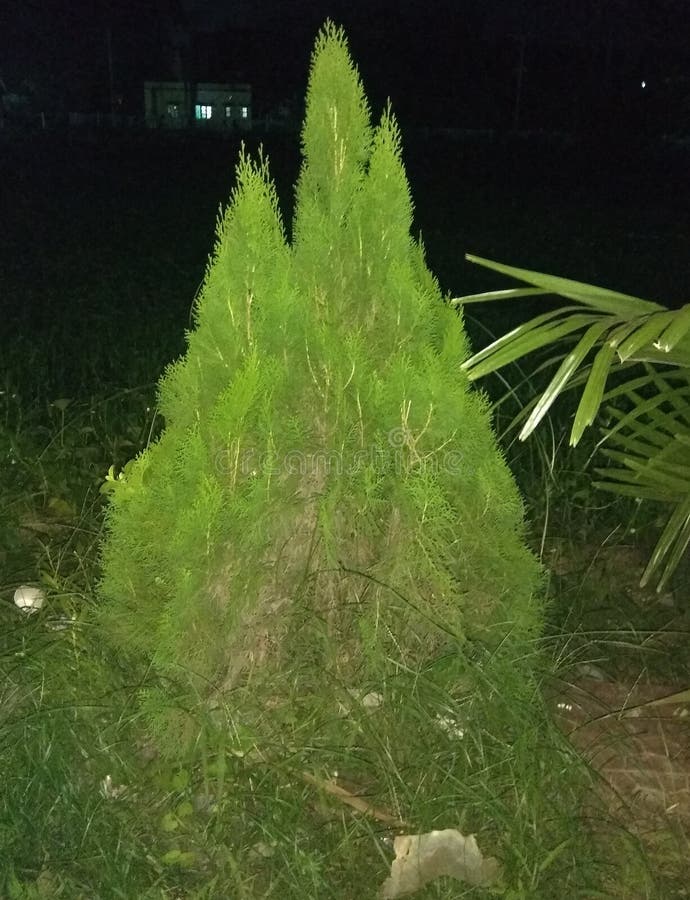 Jhau Stock Photos - Free & Royalty-Free Stock Photos from Dreamstime