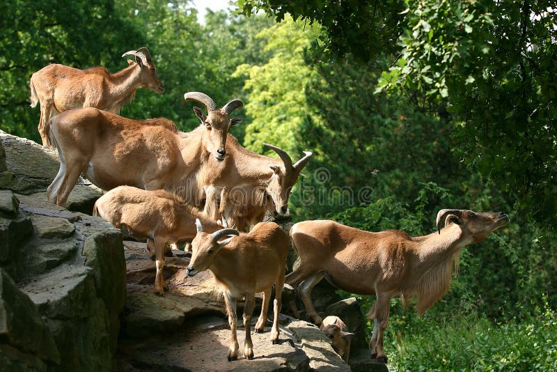 West Caucasian tur stock photo. Image of natural, goat - 11661648