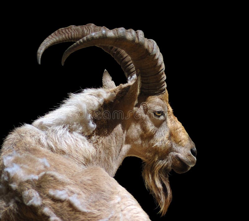 West Caucasian tur stock photo. Image of male, beard - 14597432