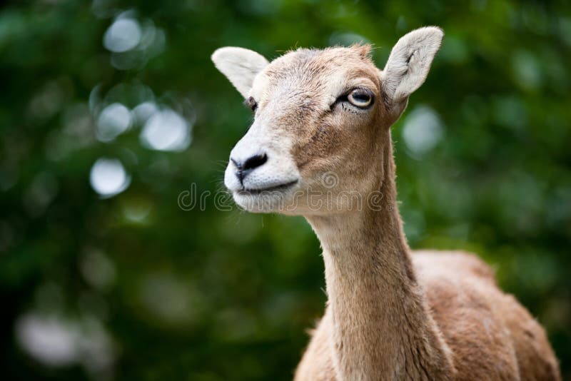 West Caucasian tur stock photo. Image of competitor, animal - 17847474