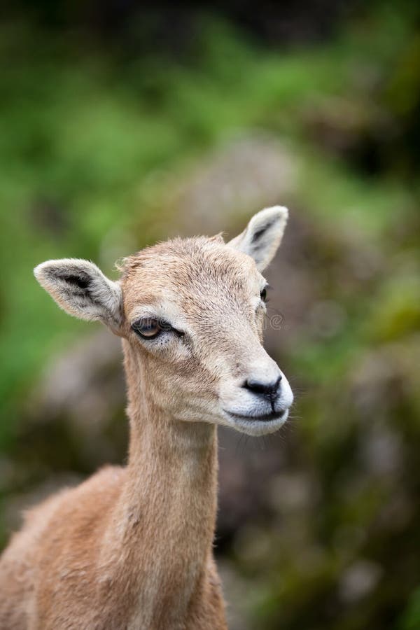 West Caucasian tur stock photo. Image of grass, horned - 18003358