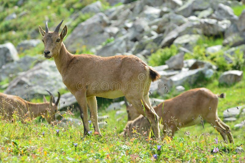 The West Caucasian tur stock image. Image of rock, landscape - 45150571