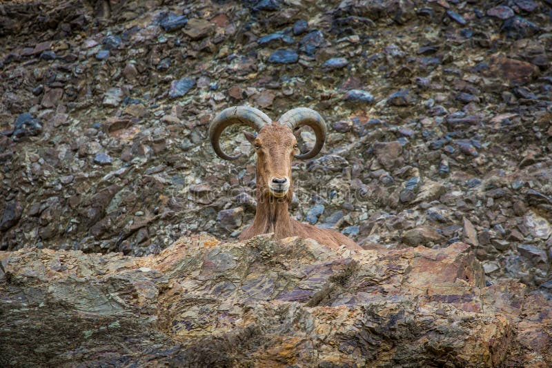 West caucasian tur goat stock photo. Image of capricornis - 43766892