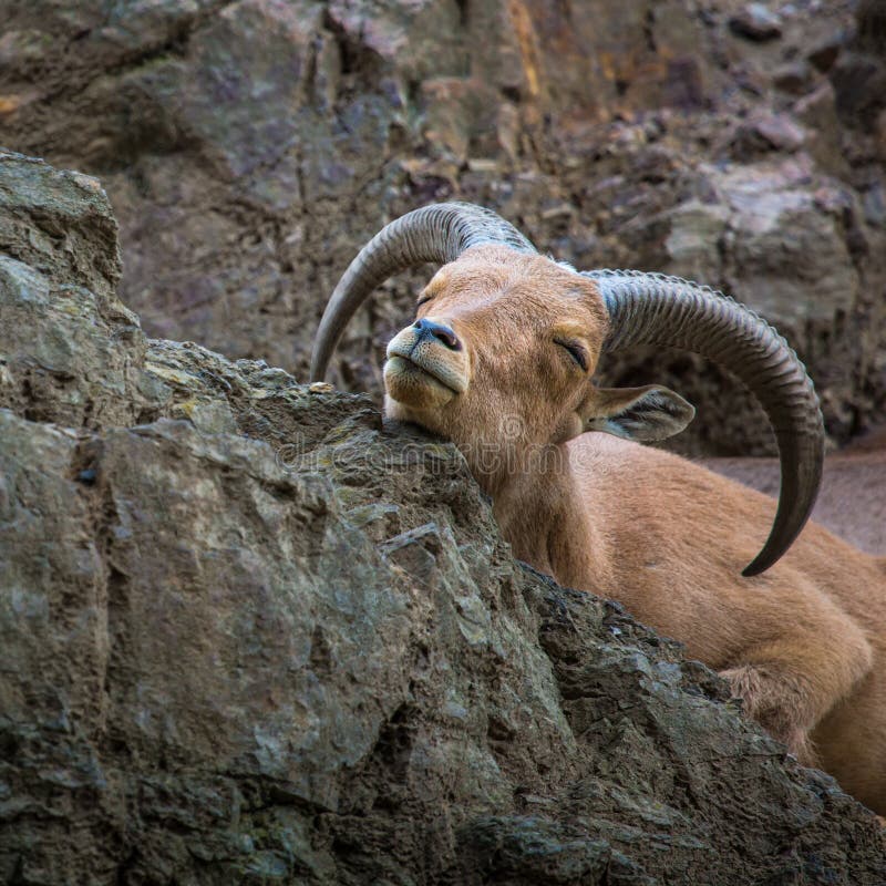 West Caucasian Tur Goat in Nature. Stock Image - Image of creature ...