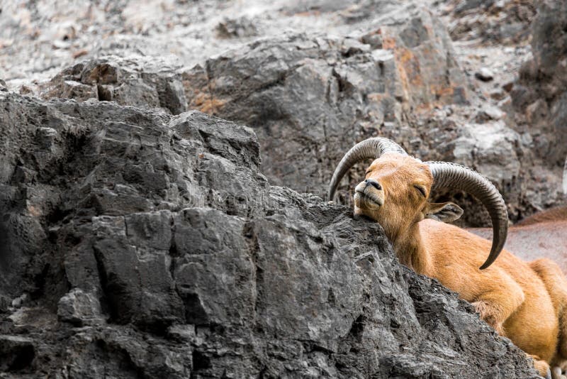 West Caucasian Tur Goat in Nature. Stock Image - Image of chamois ...