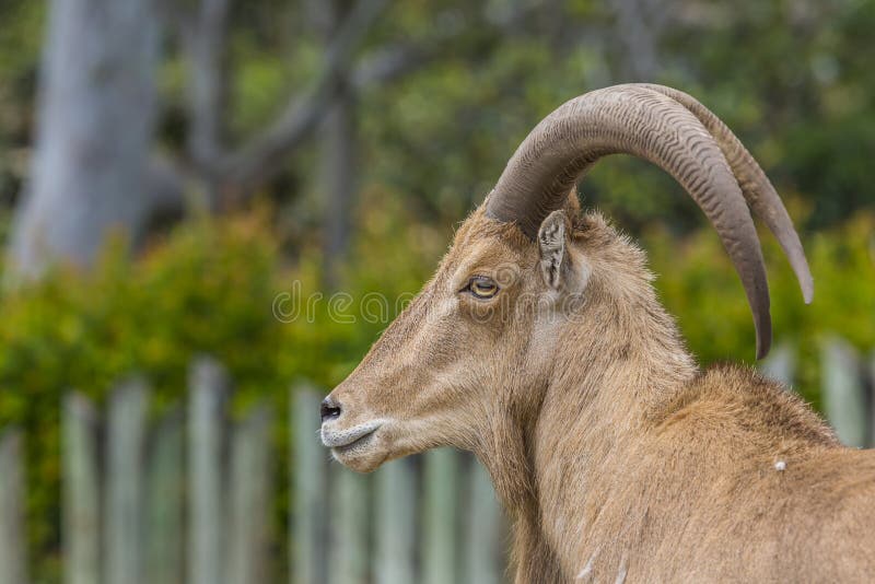 West caucasian tur goat stock image. Image of enormous - 62345699
