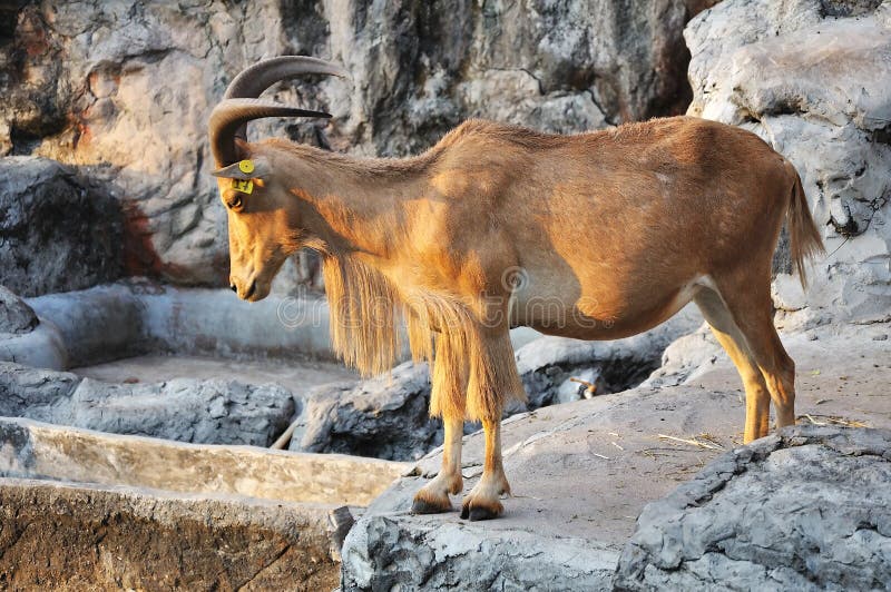 West caucasian tur goat stock image. Image of mountain - 29748547