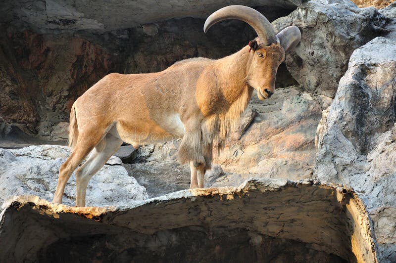 West caucasian tur goat stock photo. Image of goat, chamois - 29766424