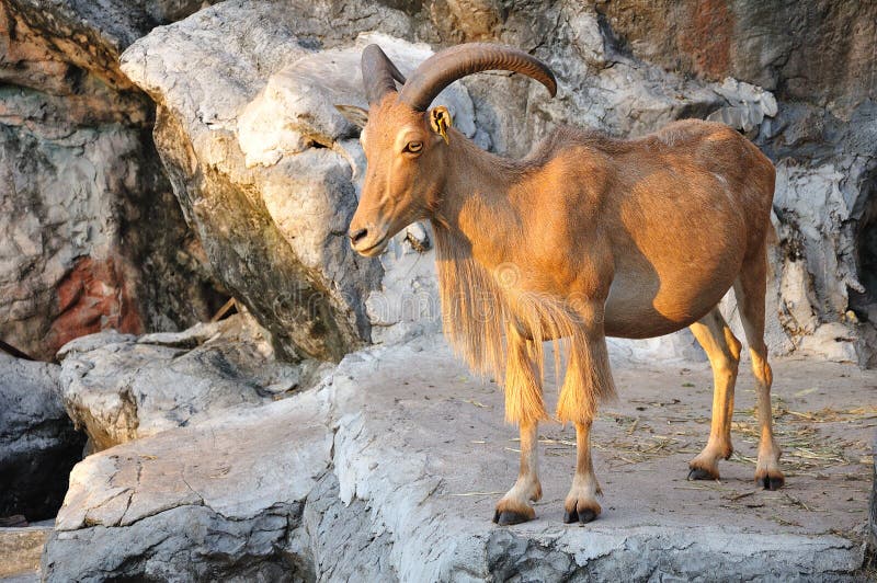 West caucasian tur goat stock photo. Image of goat, chamois - 29766424