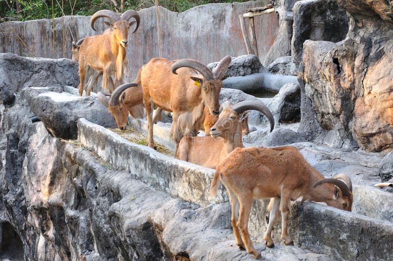 West caucasian tur goat stock image. Image of leaf, heavy - 29764109