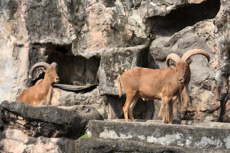 West caucasian tur goats stock photo. Image of forest - 27169382