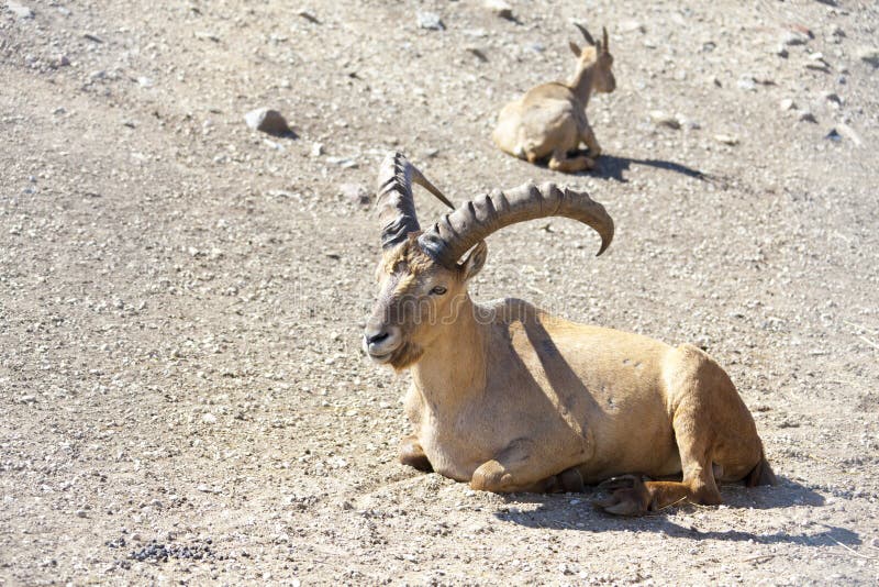 West Caucasian Tur stock photo. Image of west, mountain - 71532706