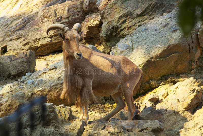 West Caucasian Tur stock photo. Image of carpa, protection - 92108680