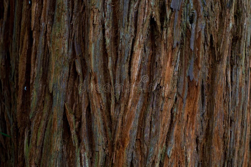 West coast redwood stock image. Image of pattern, wood - 114167107