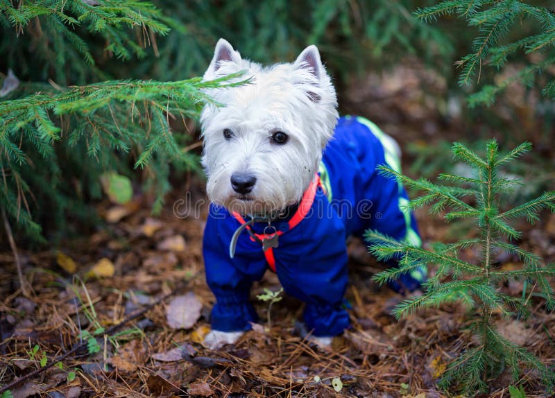 West Highland Terrier in Forest, Portrait Stock Image - Image of ...