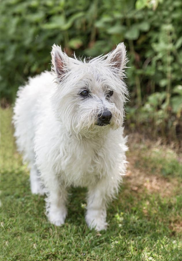 Fluffy West Highland White Terrier on Leash Near Owner S Legs Stock ...