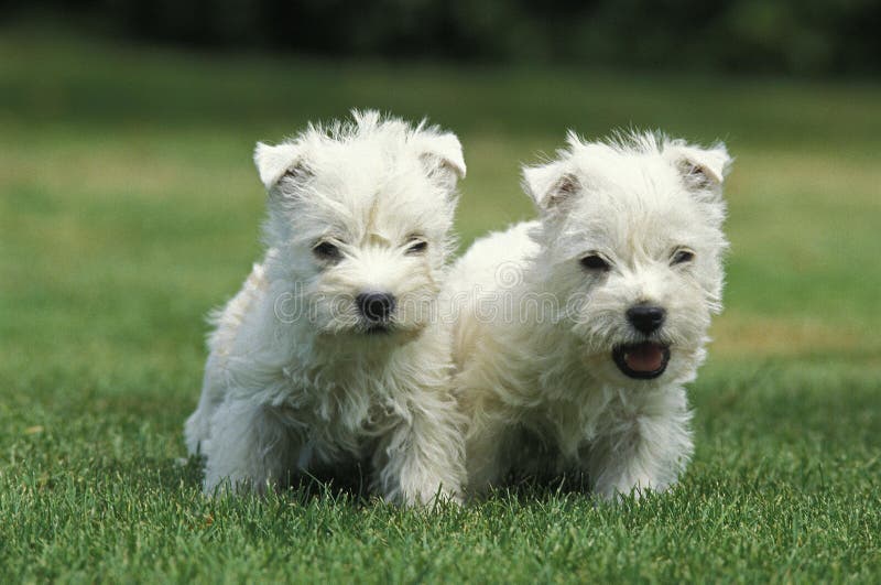 West Highland White Terrier, Pup Stock Photo - Image of outdoor, pets ...
