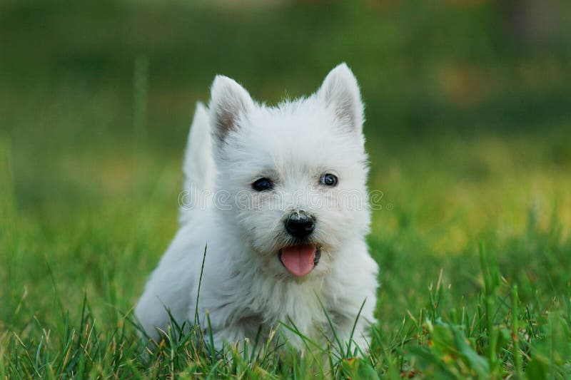 West Highland White Terrier Puppy Stock Photo - Image of west, terrier ...