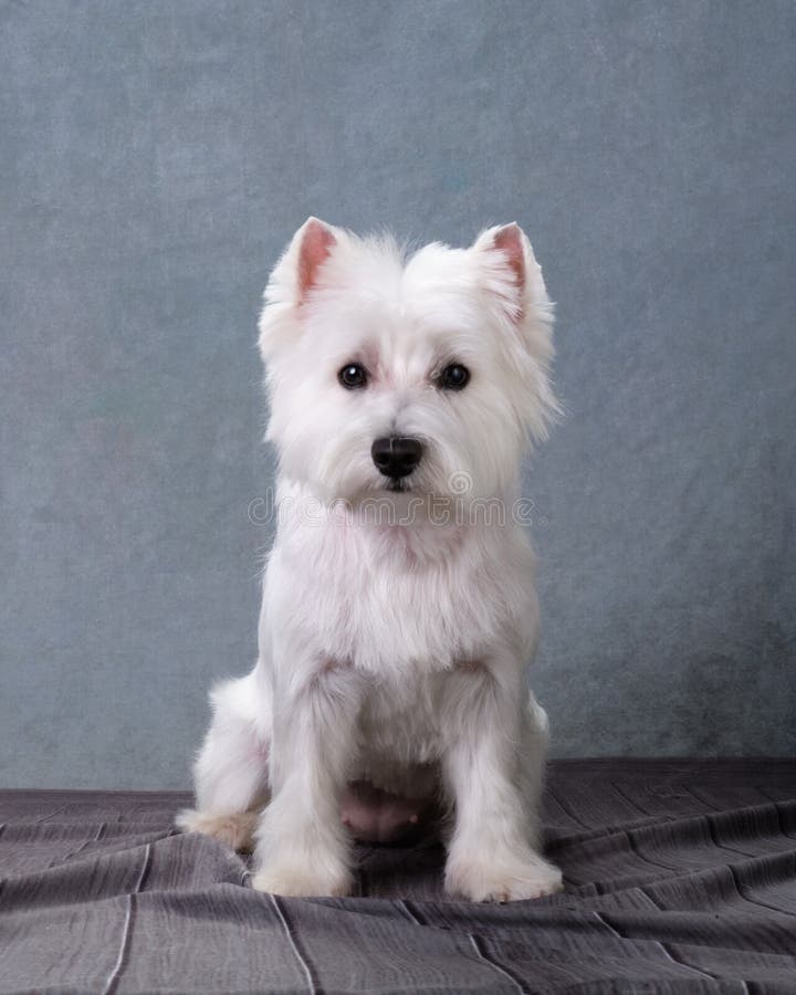 West Highland White Terrier Sitting, Front View Stock Photo - Image of ...