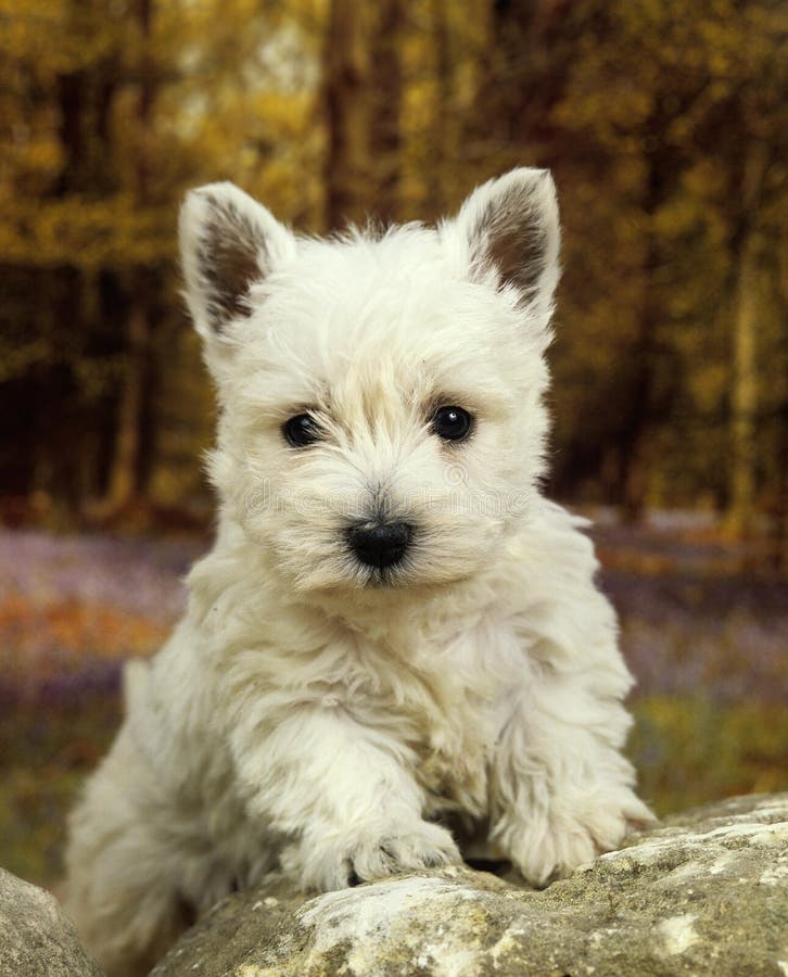 West Highland White Terrier or Westy, Pup Stock Image - Image of autumn ...